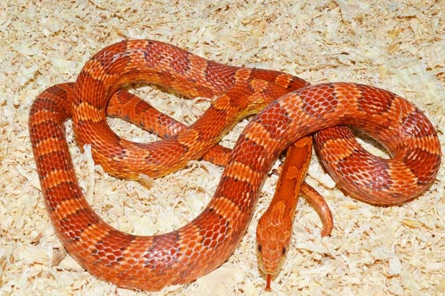 Hypo, 100% Het Sunkissed, Charcoal, Bloodred, Anery, 50% Het Amel Corn ...