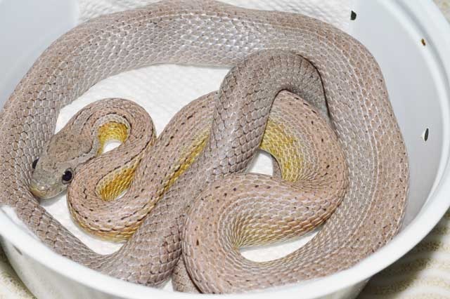 Anery Terrazzo, 66% Het Strawberry, Amel Corn Snake by VMS Professional ...