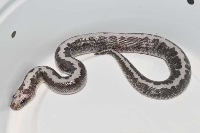 Striped Anerythristic Kenyan Sand Boa by VMS Professional ...