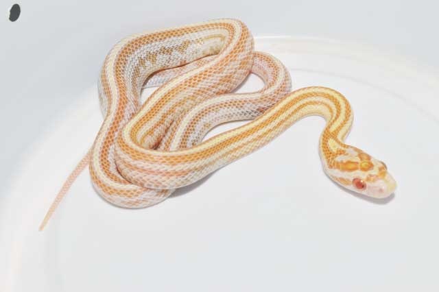 Butter Tessera, 100% Het Stripe Corn Snake by VMS Professional ...