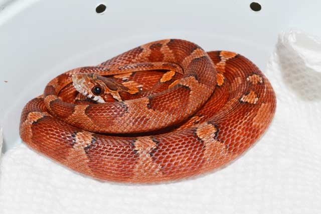 Motley Bloodred, 100% Het Dilute, 50% Het Hypo, Amel, Anery Corn Snake ...