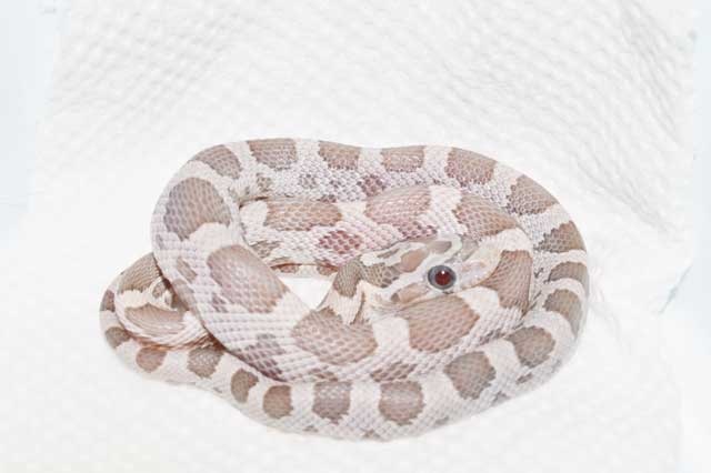 Redcoat Moonstone Corn Snake by VMS Professional Herpetoculture ...