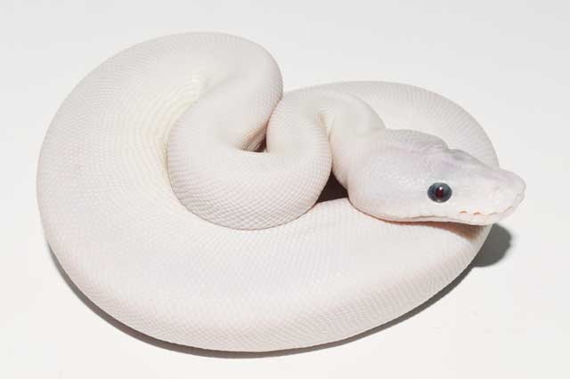 BEL Lesser/Mojave Ball Python by VMS Professional Herpetoculture ...