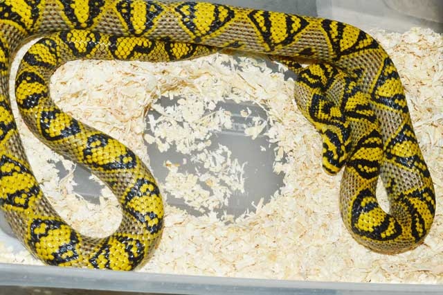 Adult Pair Mandarin Rat Snake by VMS Professional Herpetoculture ...