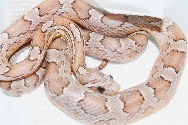 Strawberry Granite, 50% Het Amel Corn Snake by VMS Professional ...