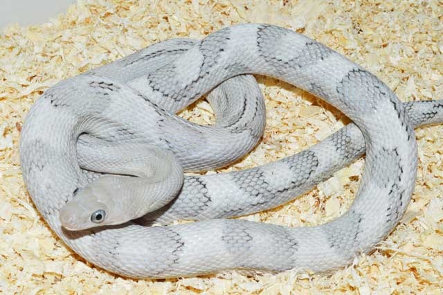 Subadult Axanthic Blonde Phase Trans-Pecos Trans-Pecos Rat Snake by VMS ...