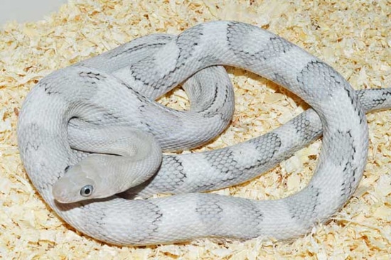 Subadult Axanthic Blonde Phase Trans-Pecos Rat Snake by VMS ...