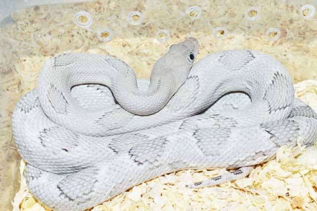Subadult Axanthic Blonde Phase Trans-Pecos Rat Snake by VMS ...