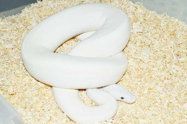 Proven Breeder Adult Trio Blue-Eyed Leucistic (Lesser/Mojave And Super ...