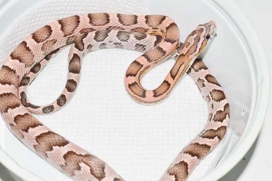 Heliconia (Red Factor Anery Specter) Corn Snake by VMS Professional Herpetoculture