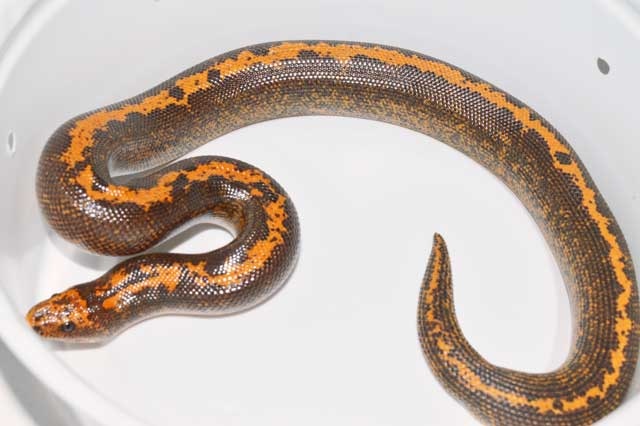 Striped Kenyan Sand Boa, 100% Het Anery by VMS Professional ...