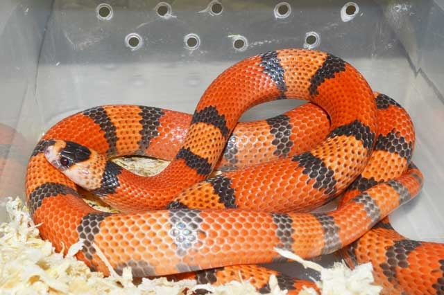 Adult Hypo, 100% Het Anery Honduran Milk Snake by VMS Professional ...