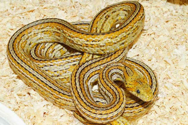 Pair Butter/Caramel Striped Tessera Project Corn Snake by VMS ...