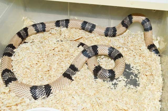 Anerythristic, 100% Het Hypo Honduran Milk Snake by VMS Professional ...