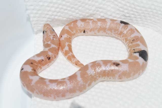 Snow Paradox Kenyan Sand Boa, 50% Het Bell Albino by VMS Professional ...