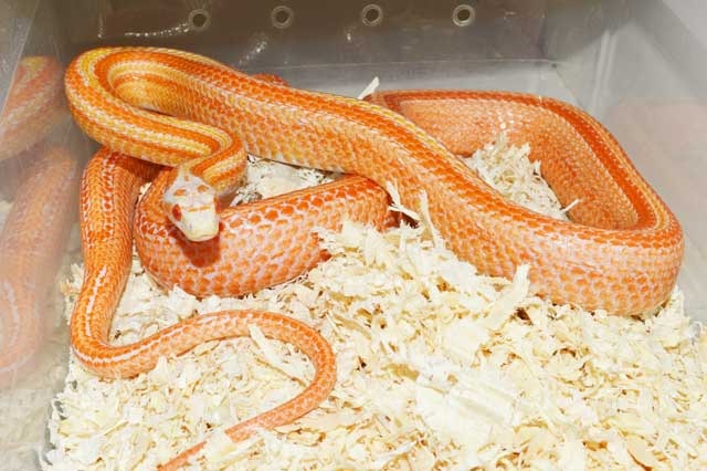 Fire Terrazzo, 66% Het Charcoal, Lavender, Anery Corn Snake by VMS ...