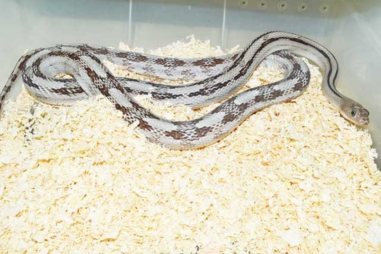 MFF PB Trio Trans-Pecos Rat Snake by VMS Professional Herpetoculture