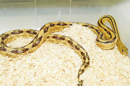 MFF PB Trio Axanthic Blonde Trans-Pecos Rat Snake by VMS Professional ...