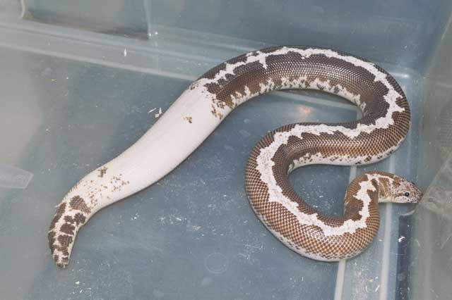 MF Pair Piebald Anery Project Kenyan Sand Boa by VMS Professional ...