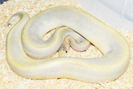 Sale!! MF Pair Proven Breeder Mimosa Ball Python by VMS Professional ...