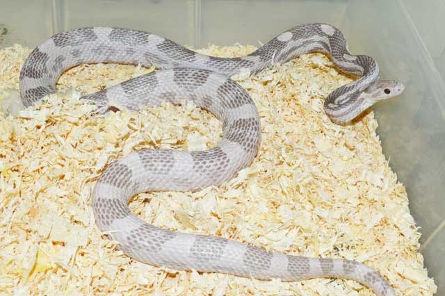 MF Pair Proven Breeder Lavender/Moonstone Project Corn Snake by VMS ...