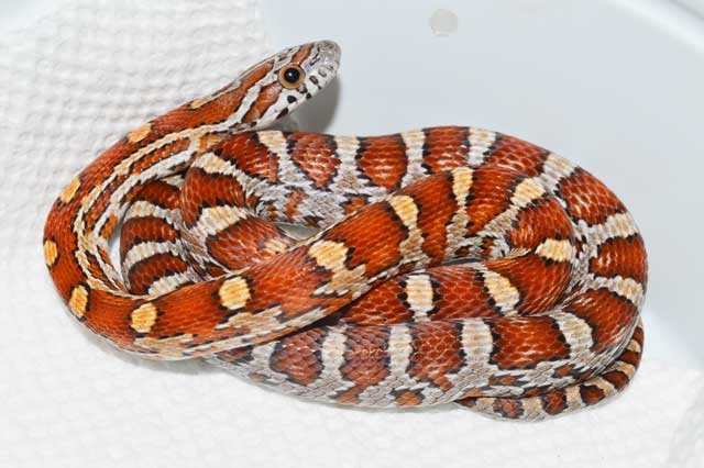 Classic, 66% Het Caramel, Motley, Cinder, Amel Corn Snake by VMS ...