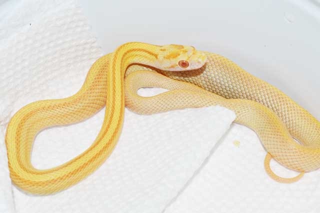 Butter Striped Tessera Corn Snake by VMS Professional Herpetoculture ...