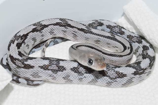 Axanthic Trans-Pecos Trans-Pecos Rat Snake by VMS Professional ...
