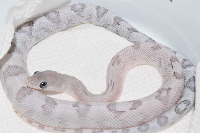 Axanthic Blonde Phase Trans-Pecos Trans-Pecos Rat Snake by VMS ...