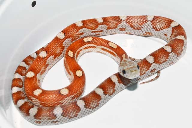 Motley, 66% Het Caramel, Cinder, Amel, Anery Corn Snake by VMS ...