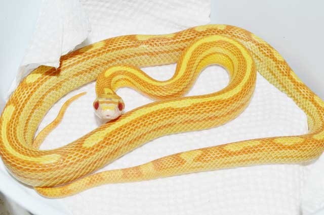 Butter Motley, 50% Het Stripe Corn Snake by VMS Professional ...