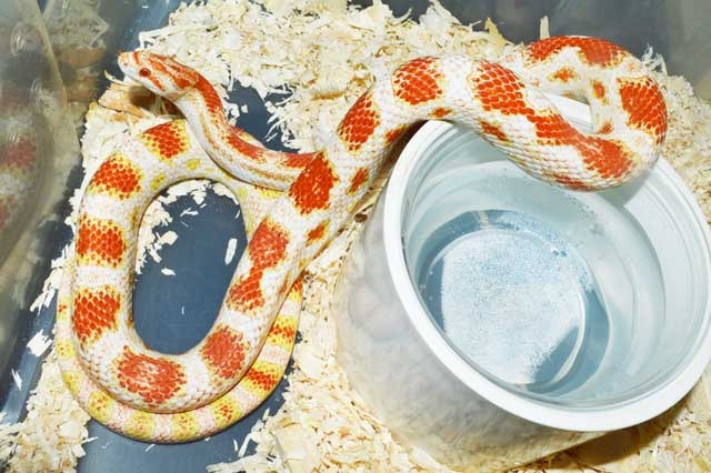 MFF Trio Proven Breeder Halo High-White Reverse Okeetee Corn Snake by ...