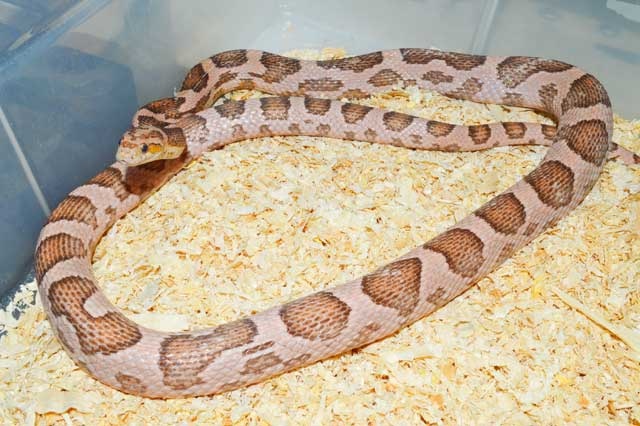 MFF Proven Breeder Trio Heliconia (Super Red Factor Anery Specter) Corn ...