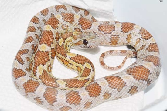 Topaz, 100% Het Anery, 66% Het Amel Corn Snake by VMS Professional ...