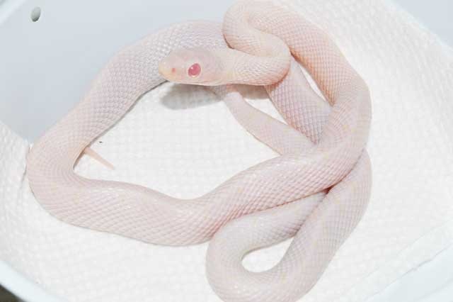 Whiteout, 100% Het Anery Corn Snake by VMS Professional Herpetoculture ...