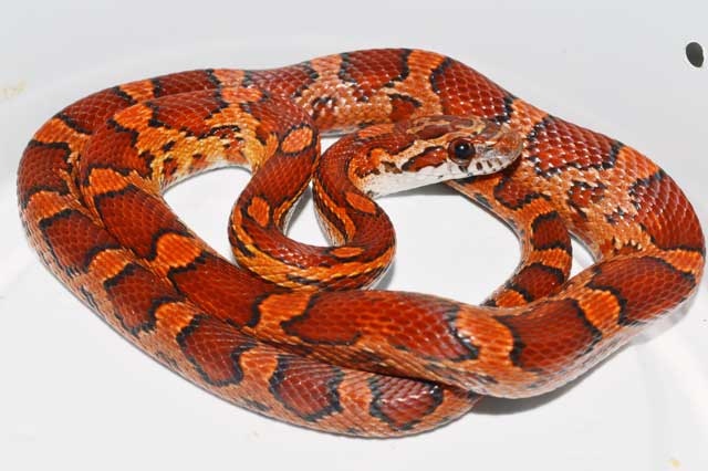 Red Factor, 100% Het Redcoat, Lava, 50% Het Amel, Sunrise Corn Snake by ...