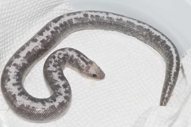 Striped Anerythristic Kenyan Sand Boa by VMS Professional ...