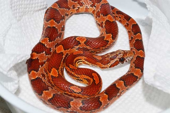 Red Factor, 100% Het Redcoat, Lava, 50% Het Amel, Sunrise Corn Snake by ...