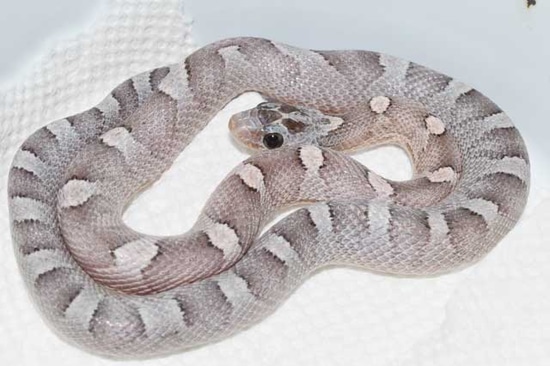 Dilute Granite, 66% Het Amel Corn Snake by VMS Professional Herpetoculture