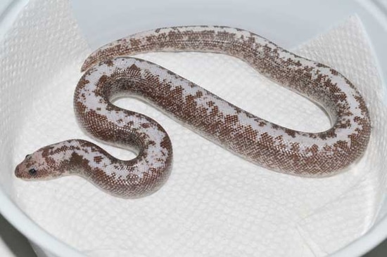 Striped Anerythristic Kenyan Sand Boa by VMS Professional Herpetoculture