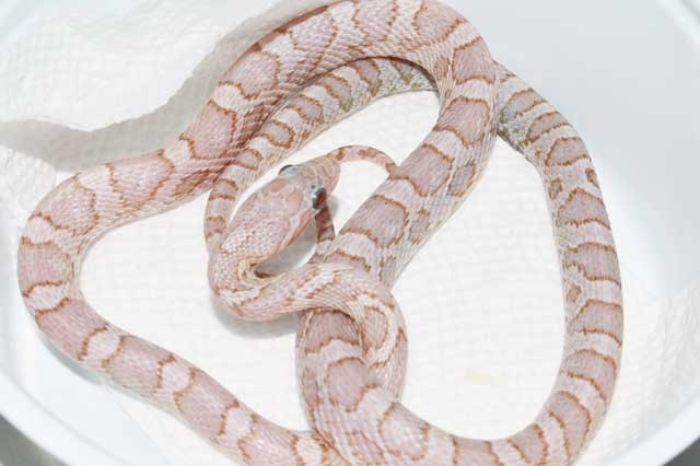 Ultramel Pewter, 50% Het Anery Corn Snake by VMS Professional ...
