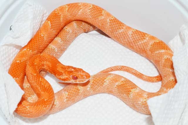 Mandarin Bloodred, 50% Het Charcoal Corn Snake by VMS Professional ...