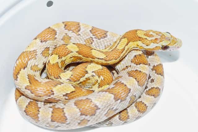 Topaz, 100% Het Anery Corn Snake by VMS Professional Herpetoculture ...