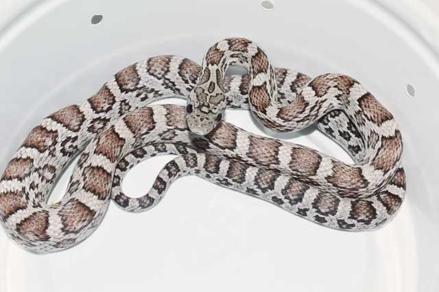 Cinder, 66% Het Caramel, Amel, Motley, Anery Corn Snake by VMS ...