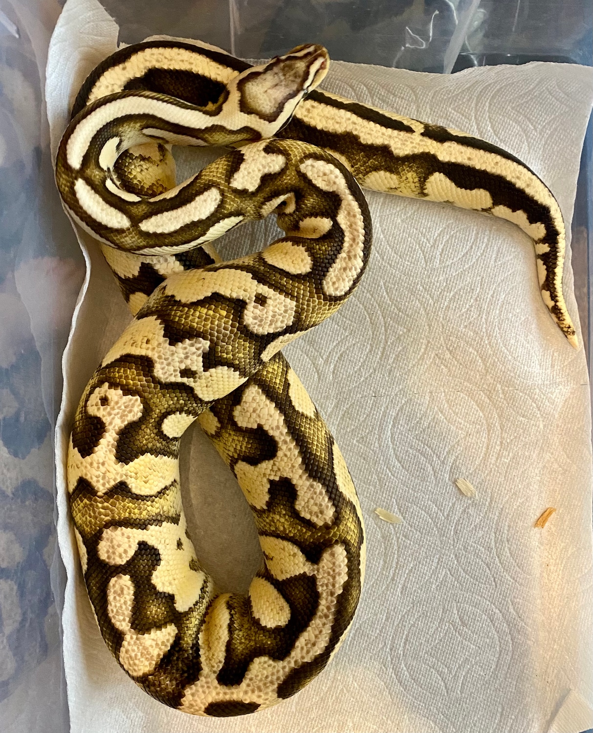 Firefly Leopard Het Clown Ball Python by Ornate Ophidian - MorphMarket