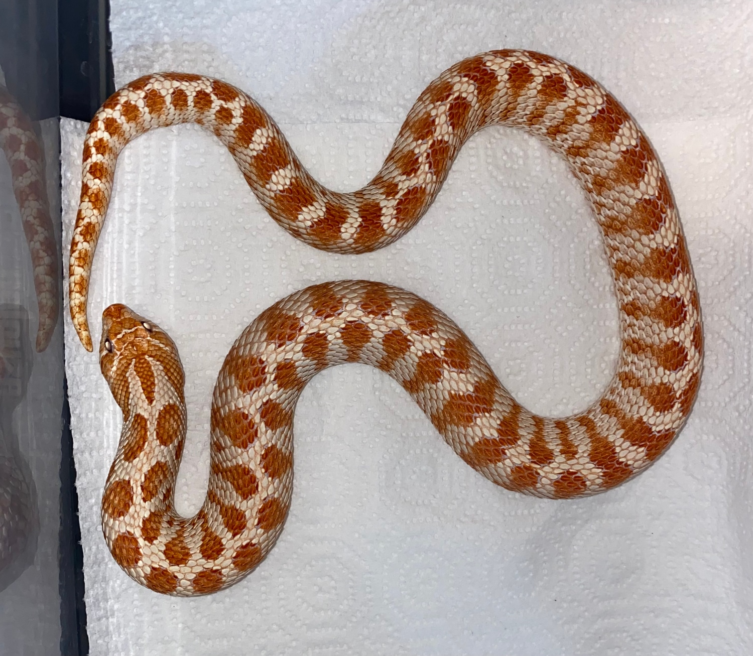 Red Albino Adult Western Hognose by Ornate Ophidian - MorphMarket