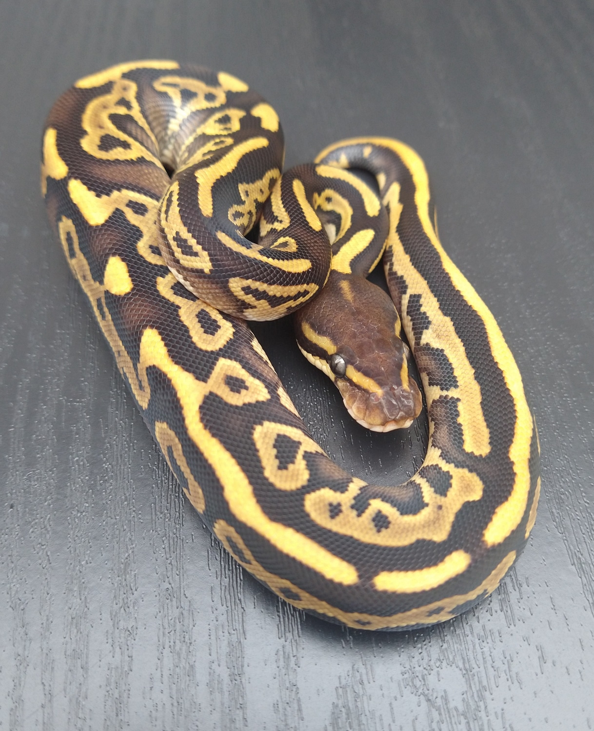 Leopard Mojave 💯 Het Clown Ball Python by VooDoo Pythons - MorphMarket