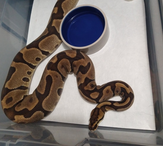 Enchi Leopard Ball Python by VooDoo Pythons