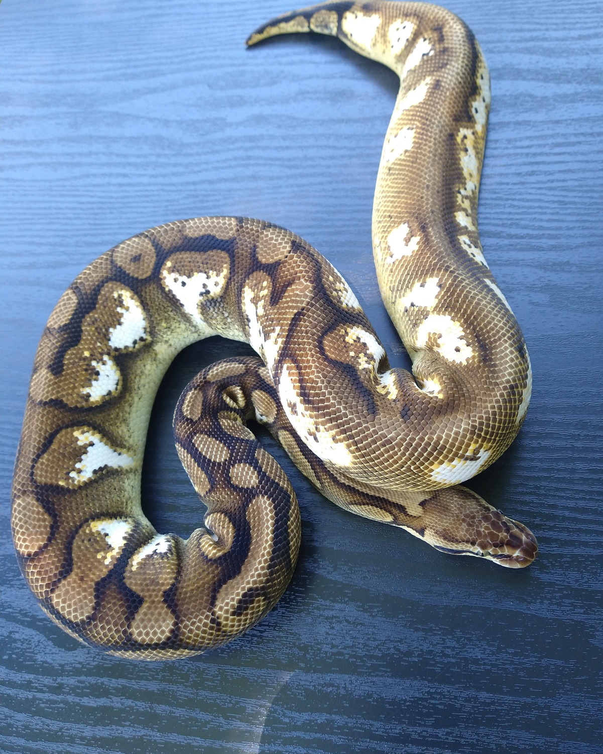 Firefly Granite Calico Het Clown Ball Python by VooDoo Pythons ...