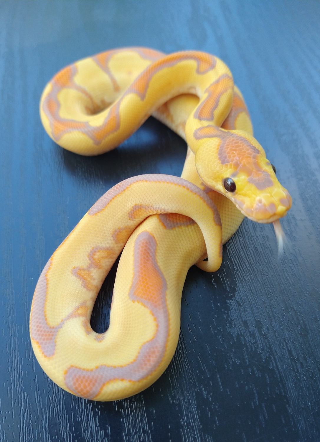 Enchi Calico Banana Clown Ball Python by VooDoo Pythons - MorphMarket